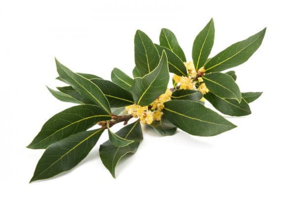 Beneficiile nebanuite ale frunzelor de dafin (laur)