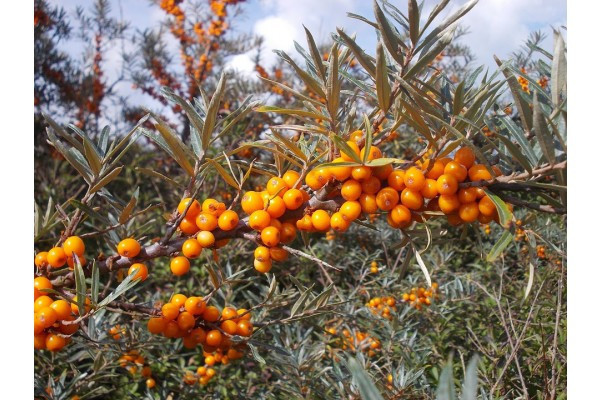 Ceaiul de cătină: beneficii și contraindicații