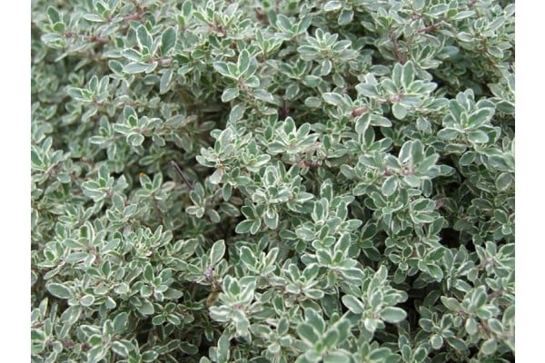 Beneficiile ceaiului de cimbru pentru sănătate