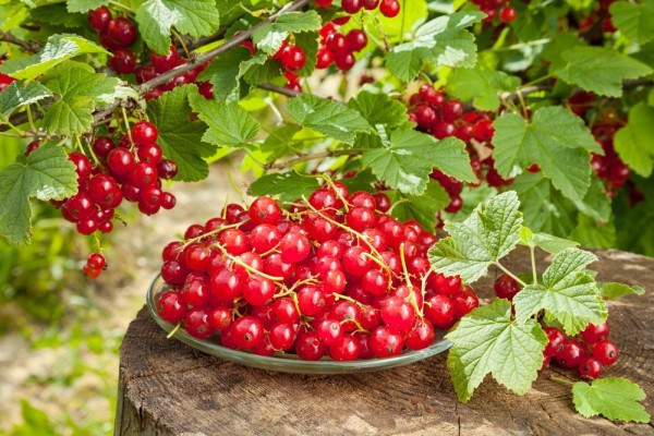 Coacăzele negre sau roșii, benefice în caz de surmenaj sau anemie