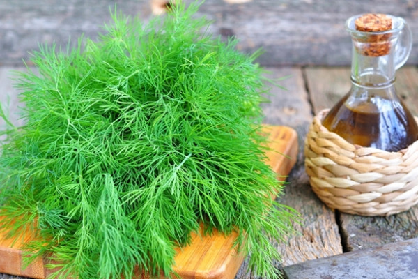 Extractul de marar: beneficii si intrebuintari