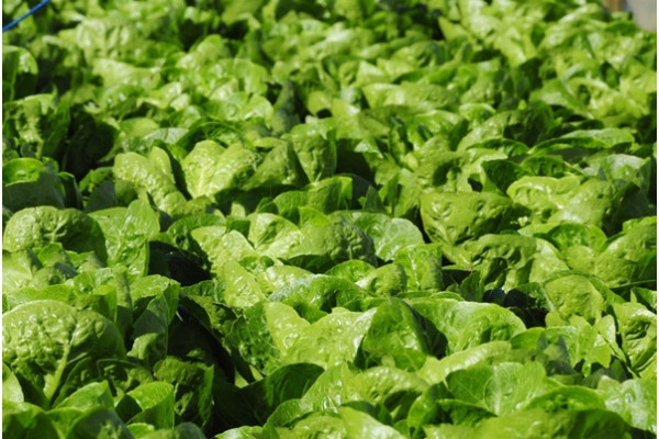 Laptucile scad colesterolul! 3 retete delicioase cu laptuci