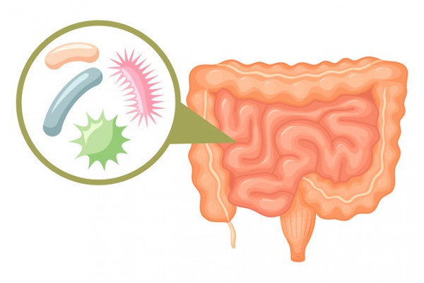 Microbiomul intestinal si boala hepatica grasa non-alcoolica