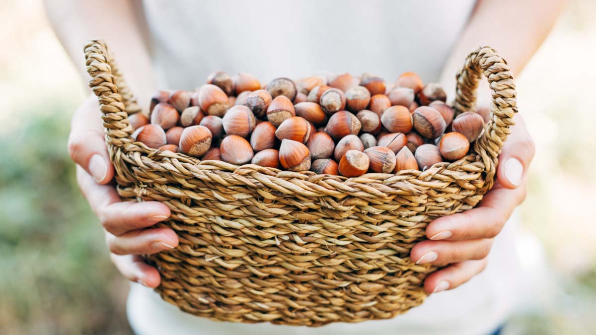 Alune de padure: beneficii si proprietati