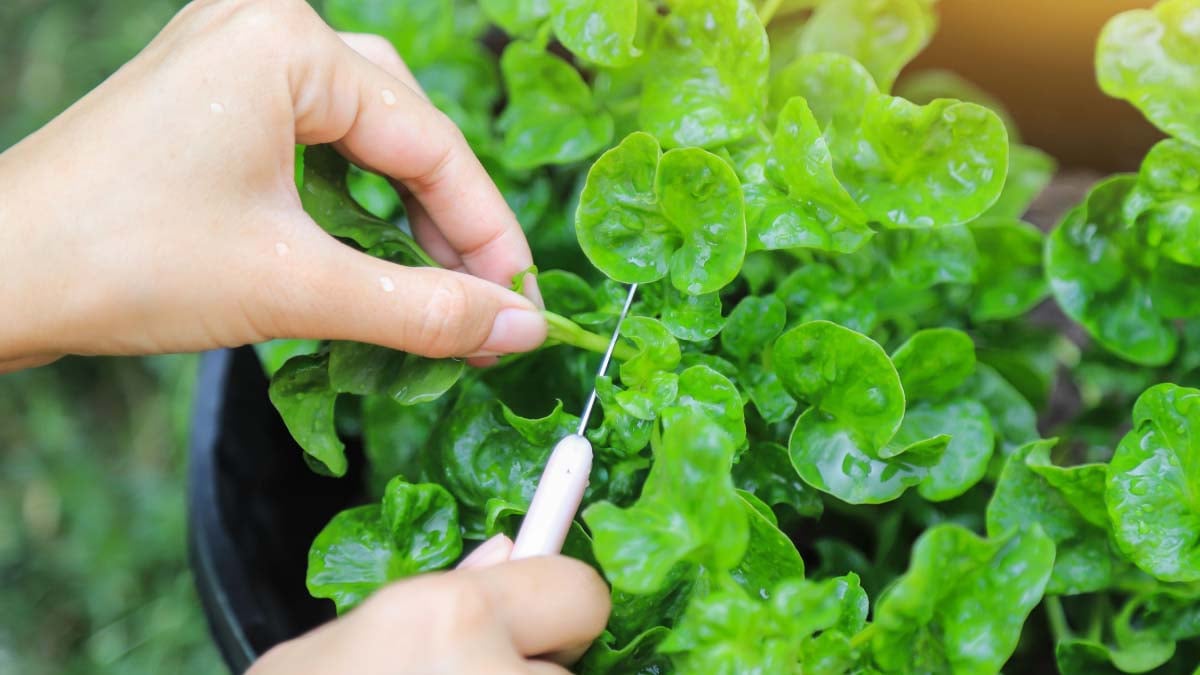 Nasturelul: ce beneficii are pentru sanatate si cum sa il consumi